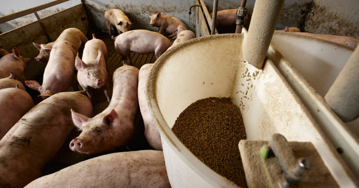 Feed and water control | Hotraco Agri