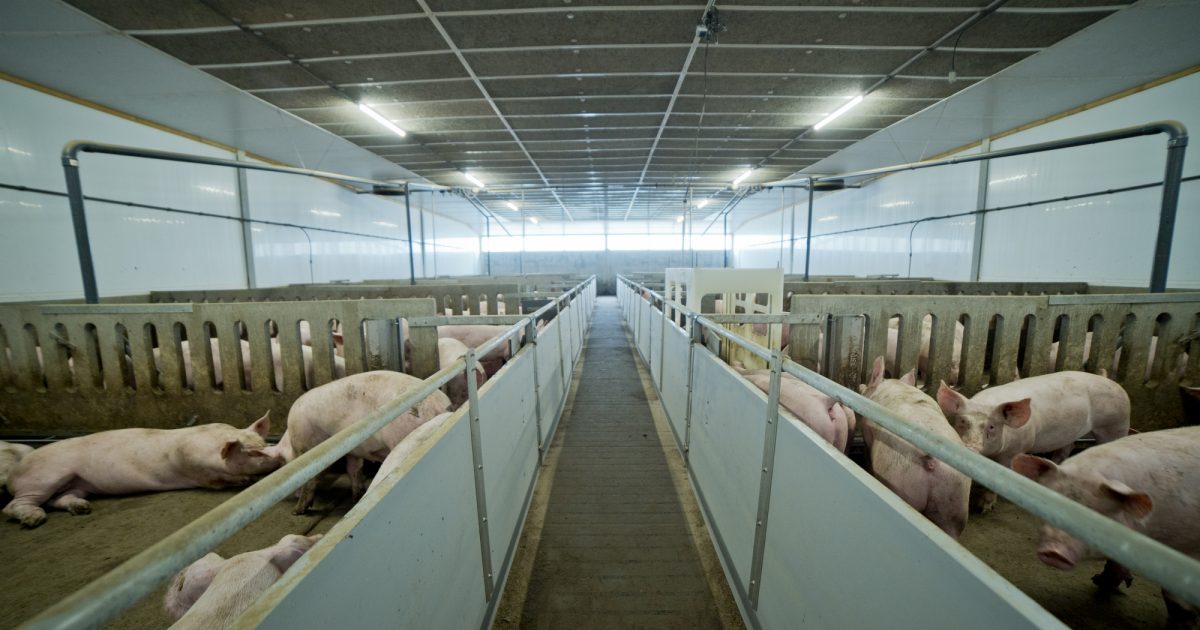 Pig weighing | Hotraco Agri