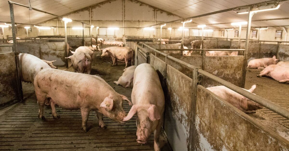 Manure handling | Hotraco Agri