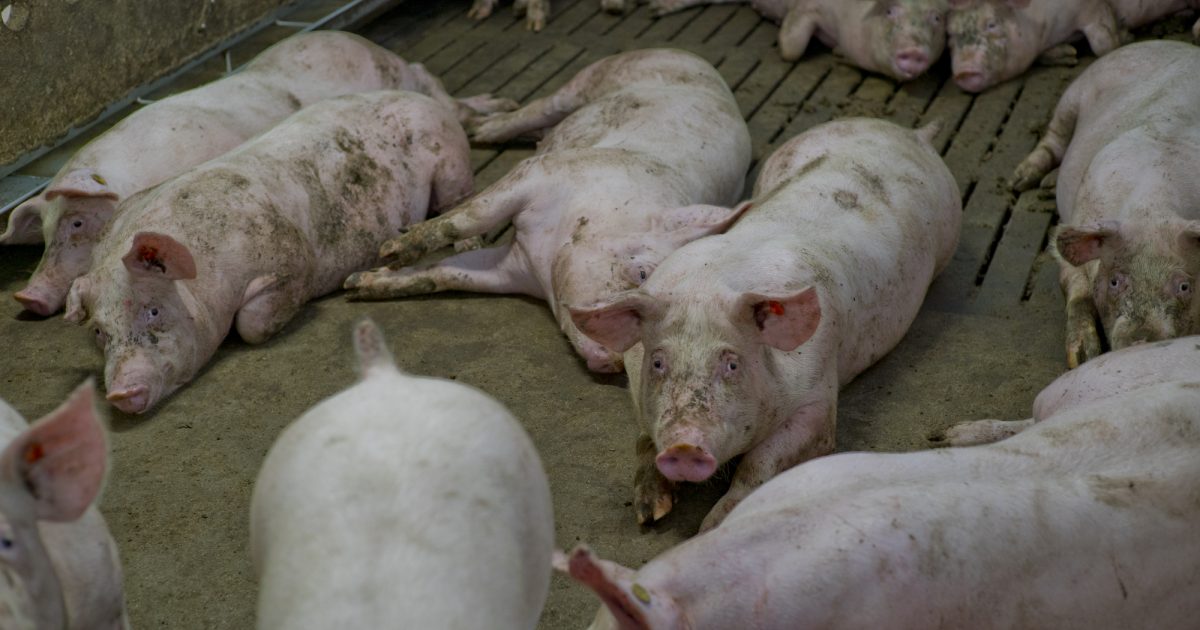 Comfort with an optimum floor temperature | Hotraco Agri