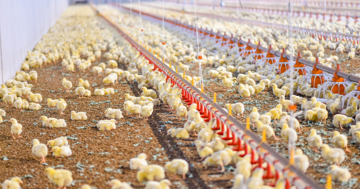 Hotraco Dynamic Heat Control | Hotraco Agri