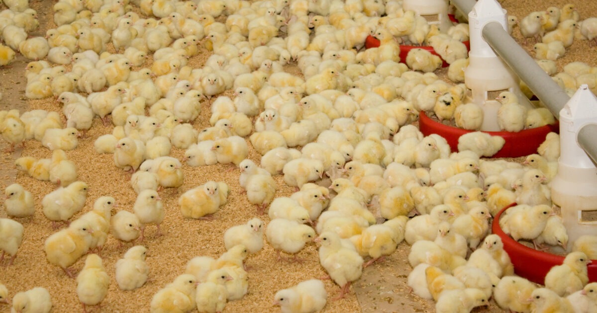 Take your poultry production to a higher level | Hotraco Agri