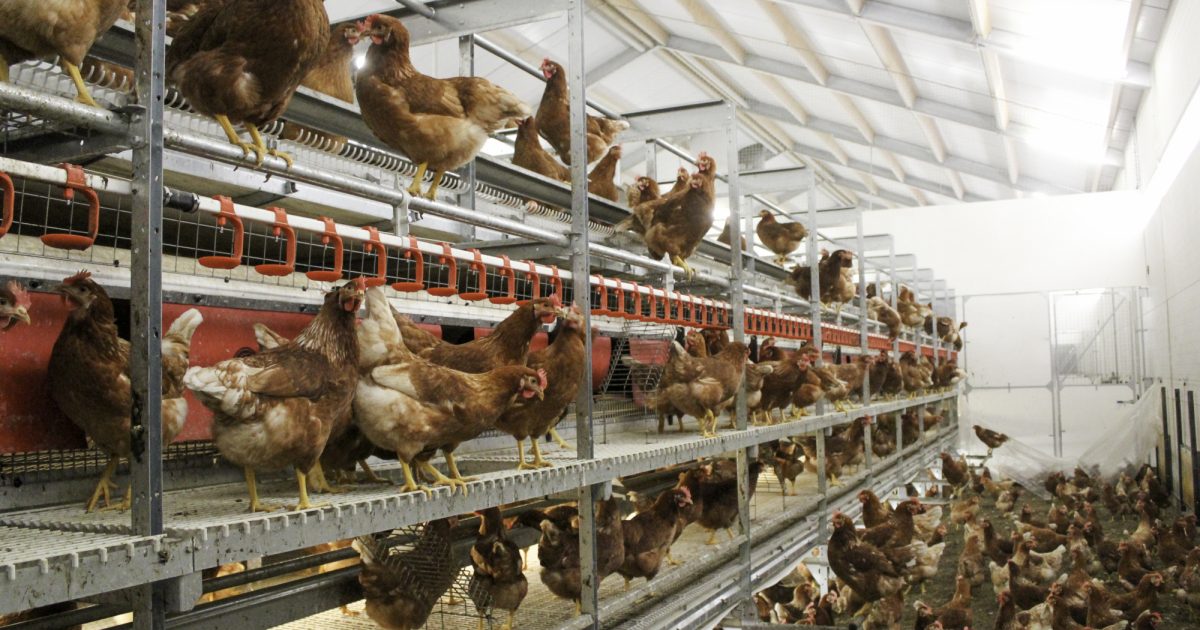 Lighting and nest control | Hotraco Agri