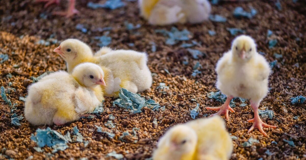 Animal health | Hotraco Agri