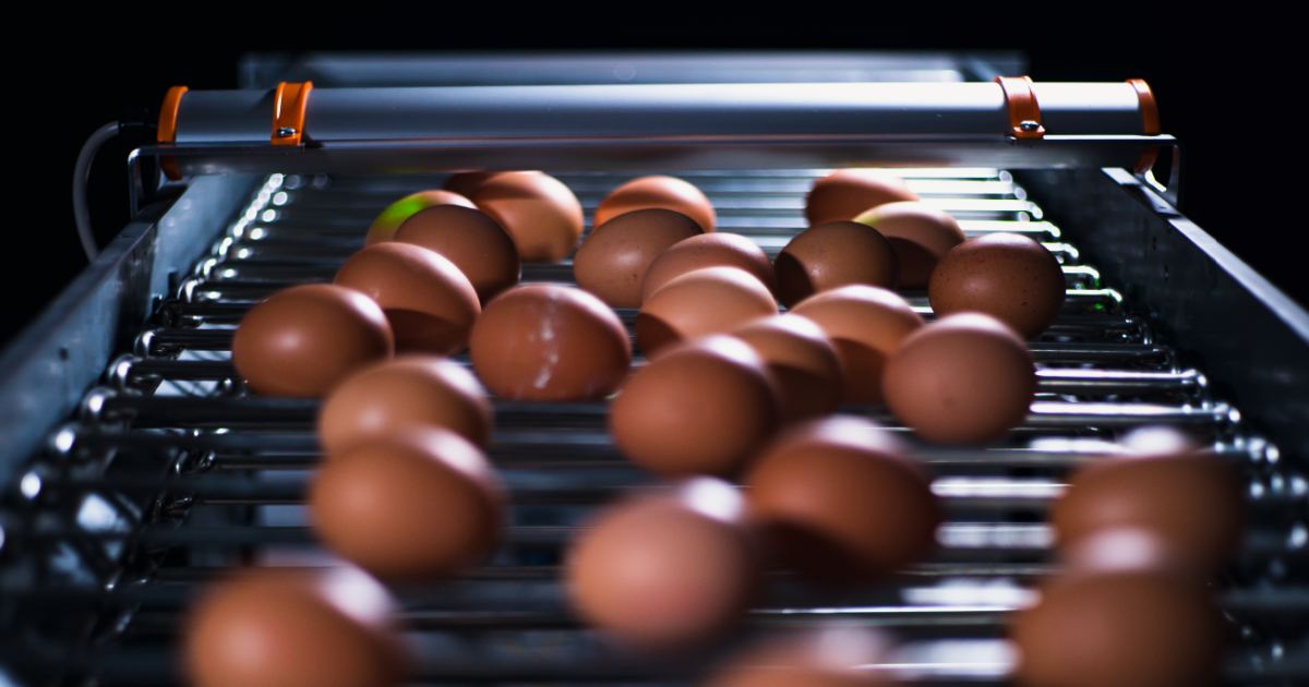 Responsive Egg Flow Control per barn with Fortica®… | Hotraco Agri