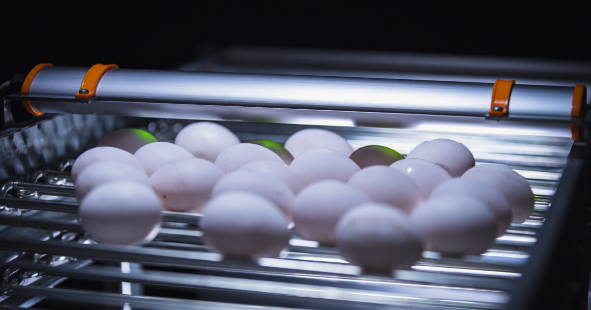 Egg counter | Hotraco Agri