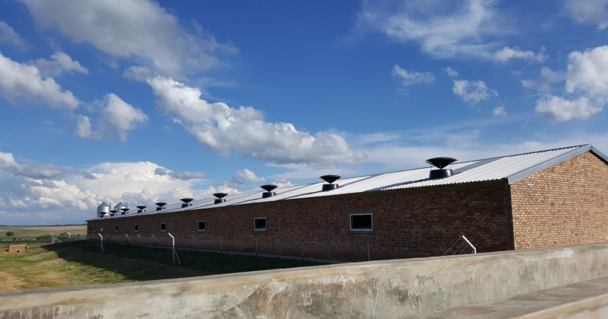 Automation in pig barns in South Africa | Hotraco Agri