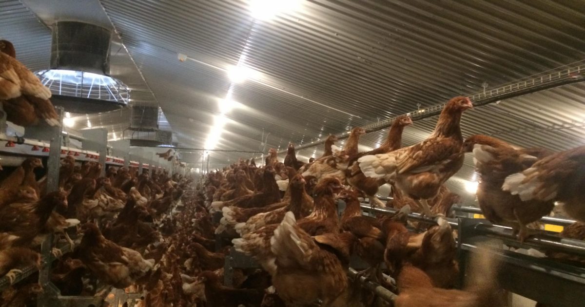 Two new laying hen barns in England | Hotraco Agri