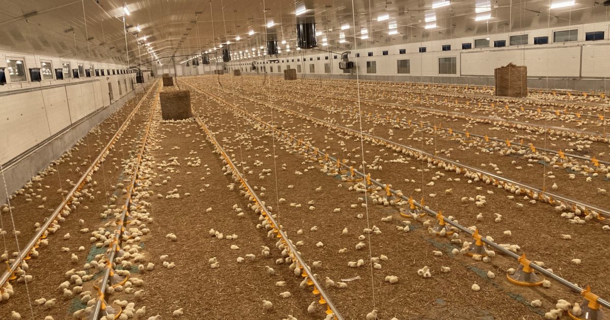 Large broiler farm in Poland | Hotraco Agri