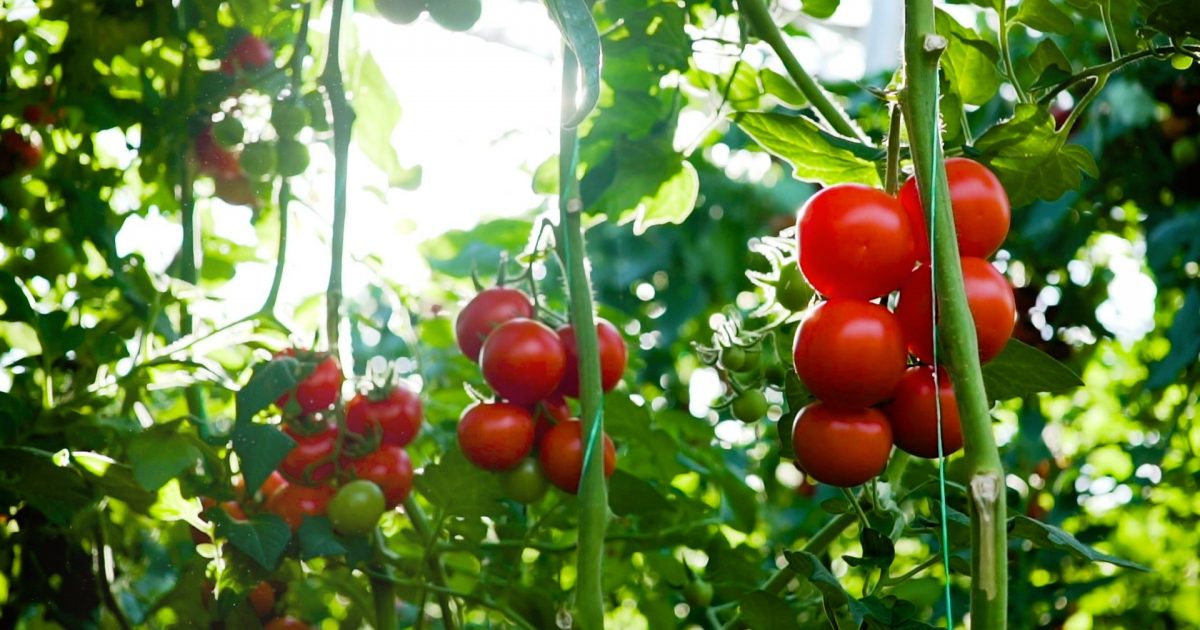 Home horti | Hotraco Horti