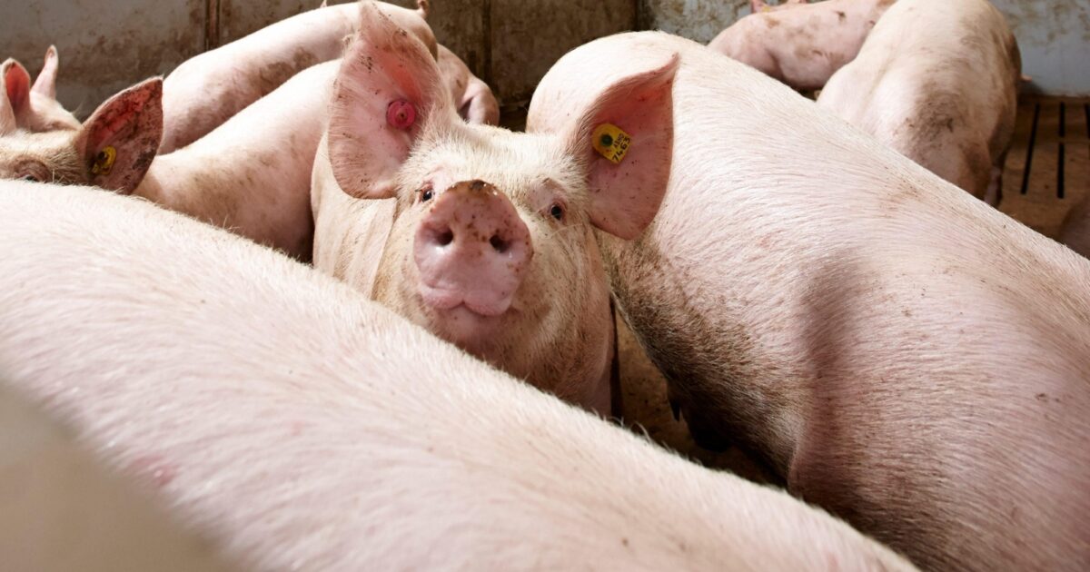 Schweine | Hotraco Agri