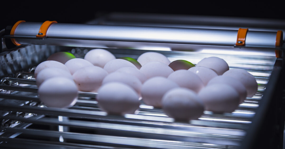 EggXact egg counter | Hotraco Agri